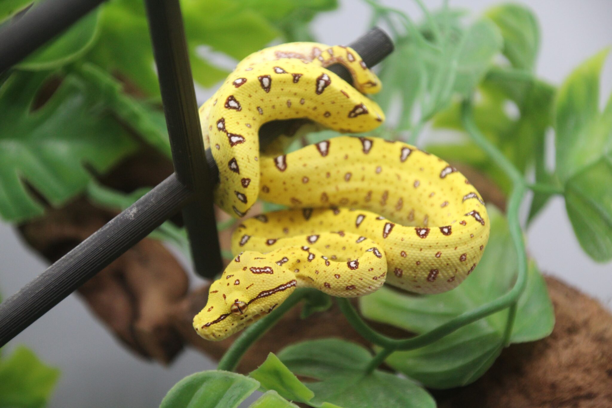 Baumpython kaufen - deutsche Qualitätszucht PR-Snakes - Schlangenzucht ...